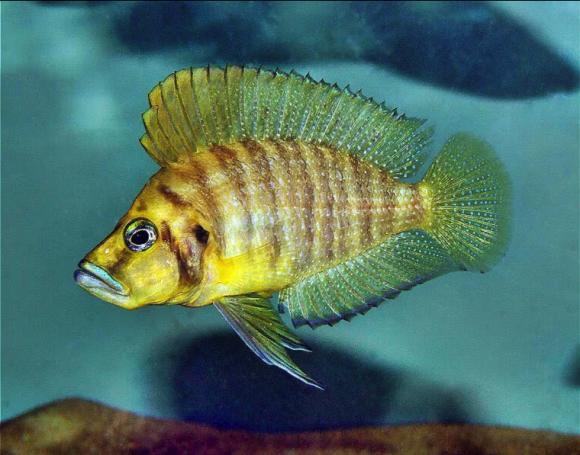 Altolamprologus Gold Compressiceps - Live Fish Direct