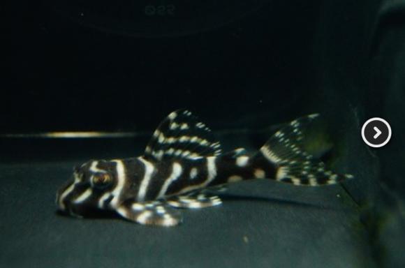 Tiger Gold Belo Monte L333 - Live Fish Direct