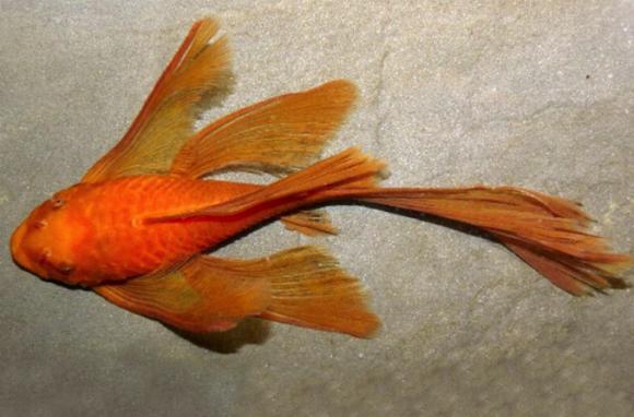 Super Red Longfin Pleco - Live Fish Direct