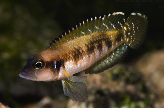 Lamprologus Signatus