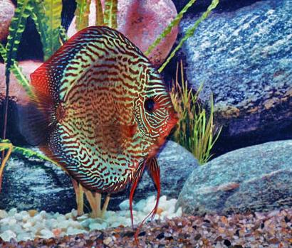 Blue Snake Skin Discus - Live Fish Direct