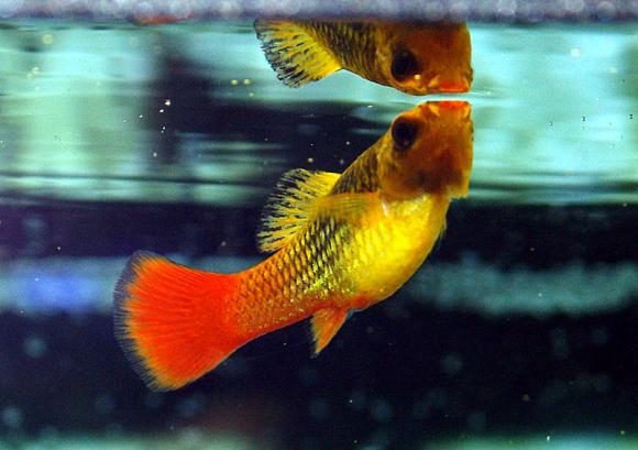 Sunset Variatus Platy - Live Fish Direct