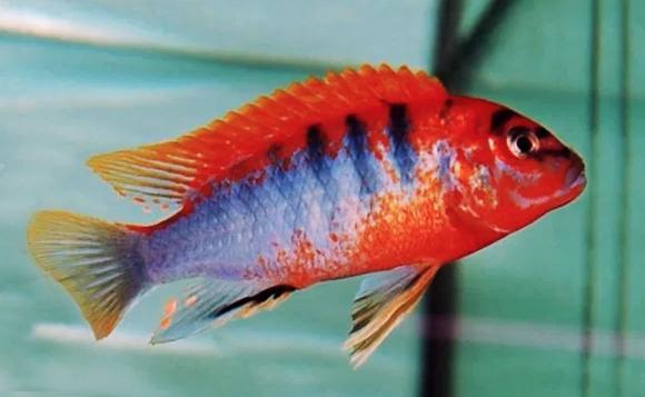 Swedish Red Top Hongi - Live Fish Direct