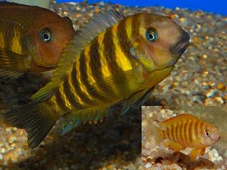 Tropheus "Fire Fry" - Live Fish Direct