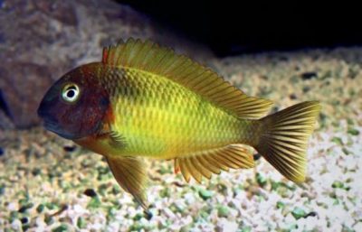 Get to Know Tropheus Cichlids - Live Fish Direct