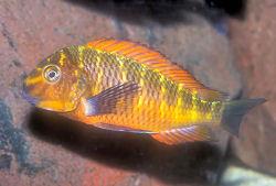 Red Kachese Copper Banded Tropheus - Live Fish Direct