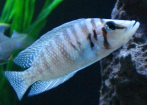 Tanganyikan Cichlids Archives - Live Fish Direct