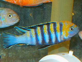 Afra Yellow Blaze - Live Fish Direct