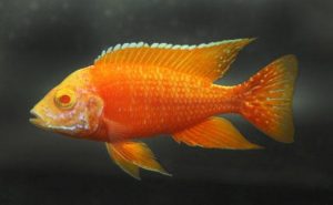 Lemon Jake Peacock Cichlid - Live Fish Direct