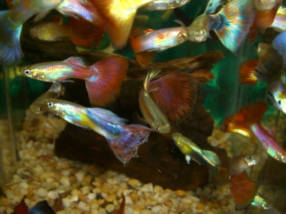 Assorted Premium Guppies - Live Fish Direct