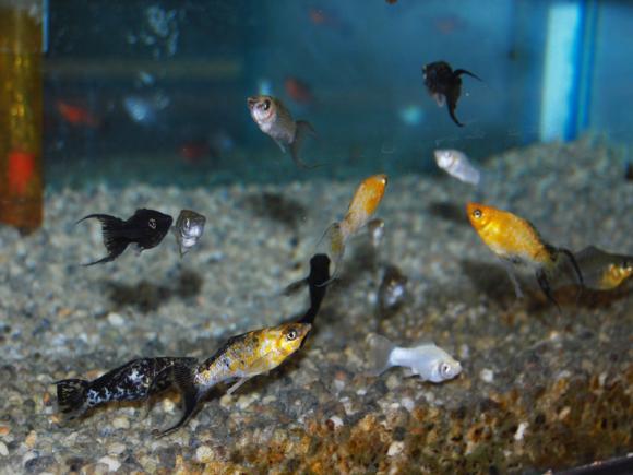 Assorted Lyretail Molly - Live Fish Direct