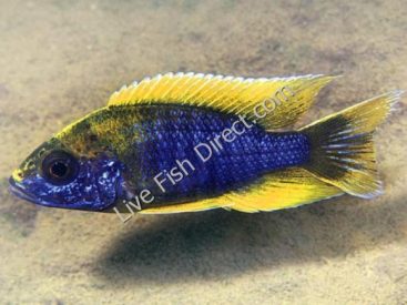 Lemon Jake Peacock Cichlid - Live Fish Direct