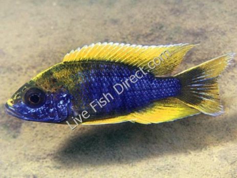 Lemon Jake Peacock Cichlid - Live Fish Direct