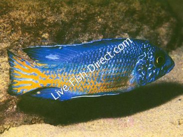 Ngara Flametail Peacock - Live Fish Direct