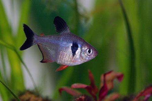 Black Phantom Tetra - Live Fish Direct