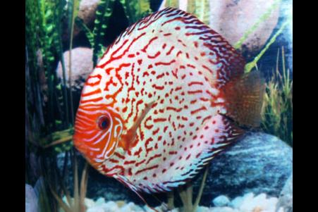Blue Pigeon Blood Discus - Live Fish Direct
