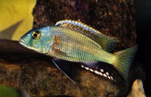 Insignus Cichlid Protomelas sp. “Spilonotus Tanzania” - Live Fish Direct