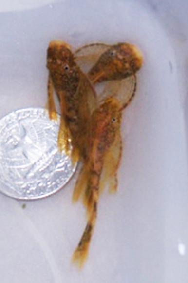 Long Fin Calico Bushy Nose - Live Fish Direct