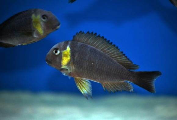 Canary Cheek Tropheus - Live Fish Direct