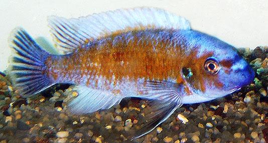 Labeotropheus Chalo White Belly - Live Fish Direct