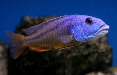 Malawi Hawk Cichlid - Live Fish Direct
