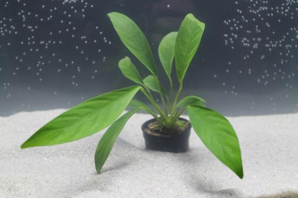 Anubias Congensis - Live Fish Direct