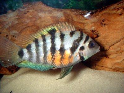 Black Convict - Live Fish Direct