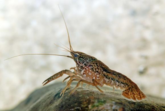 SELF-CLONING MARMORKREB CRAYFISH - Live Fish Direct