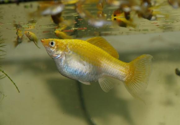 Creamsicle Molly - Live Fish Direct