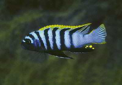 Red Top Dwarf Afra - Live Fish Direct