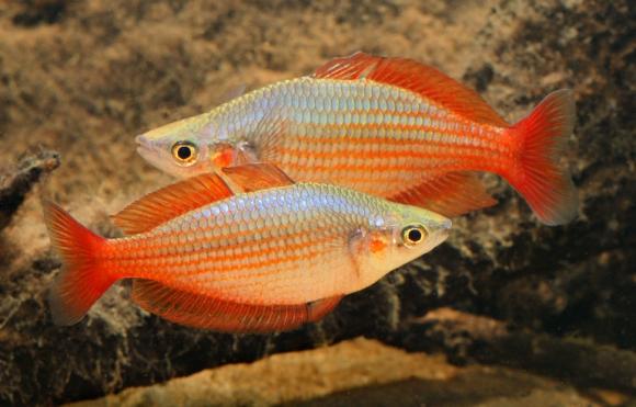 Deep Water Creek Rainbowfish - Live Fish Direct