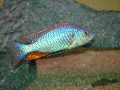 Strigatus Diddy - Live Fish Direct