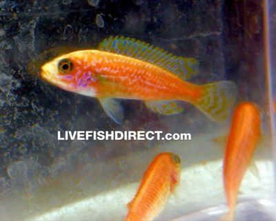 Red Exasperatus - Live Fish Direct