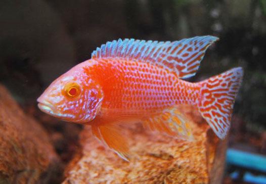 Fire Fish Albino - Live Fish Direct