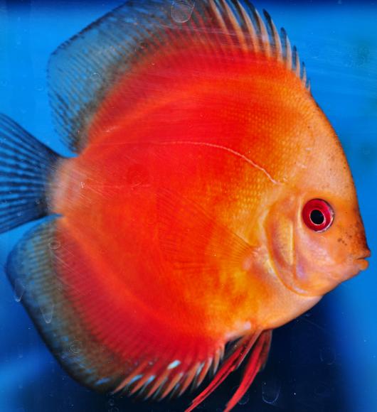 Fire Red Discus - Live Fish Direct