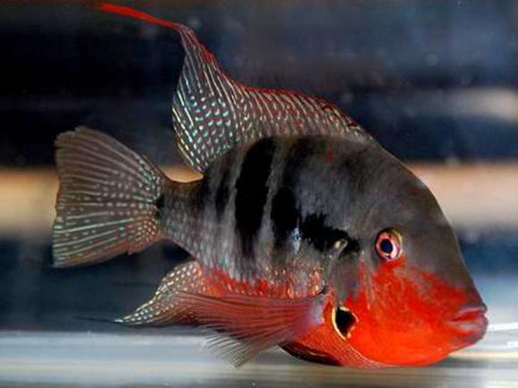 Firemouth Cichlid - Live Fish Direct