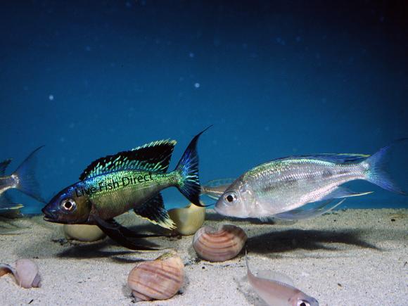 Furcifer Foai"Kachese" - Live Fish Direct