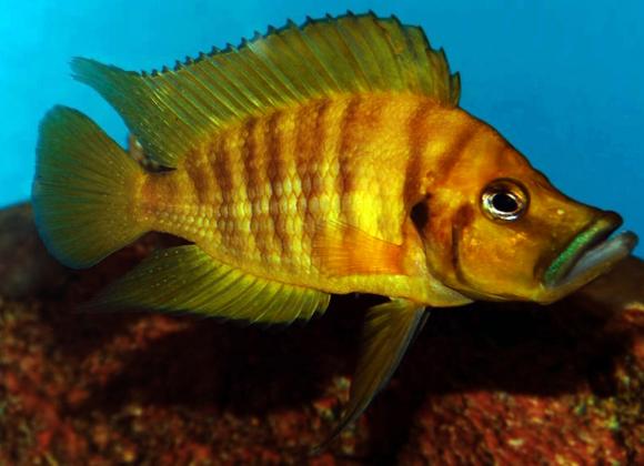 Gold Compressiceps - Live Fish Direct