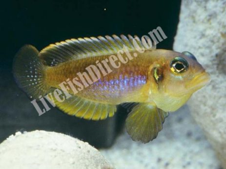 Gold Ocellatus "Shell Dweller" - Live Fish Direct