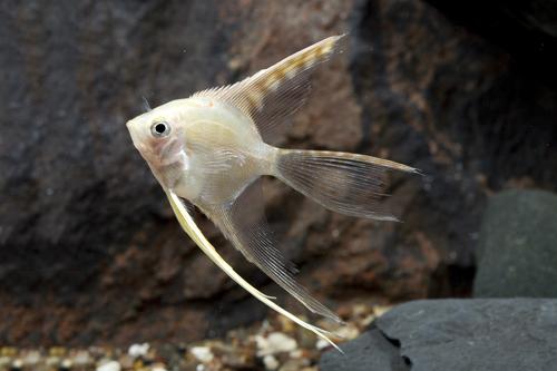 Gold Veil Angelfish - Live Fish Direct
