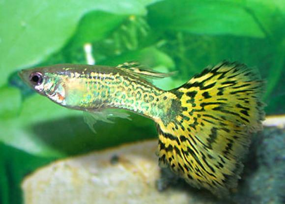 Green Cobra Guppy - Live Fish Direct