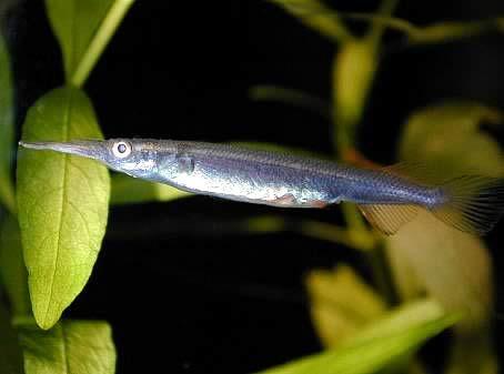 Wrestling Halfbeak - Live Fish Direct