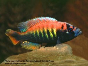 Albino compressiceps - Live Fish Direct