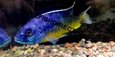 Insignus Cichlid Protomelas sp. “Spilonotus Tanzania” - Live Fish Direct