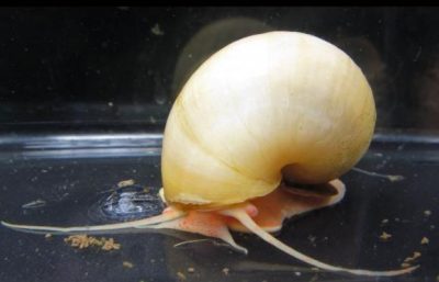 Ivory Mystery Snail - Live Fish Direct