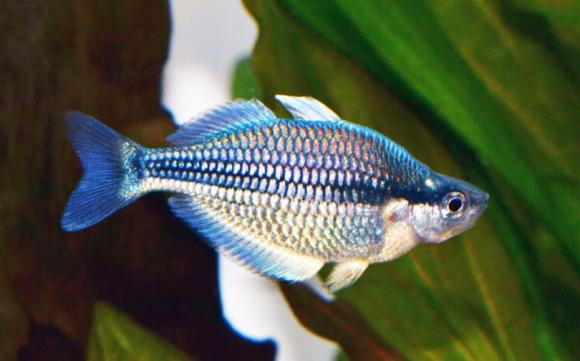 Kamaka Rainbowfish - Live Fish Direct