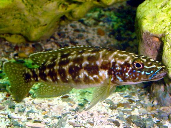 Lepidiolamprologus kendalli (nkambae) - Live Fish Direct