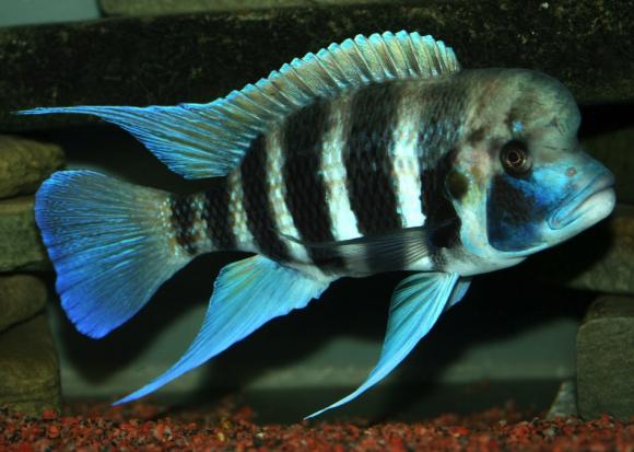 Frontosa 7 stripe - Live Fish Direct