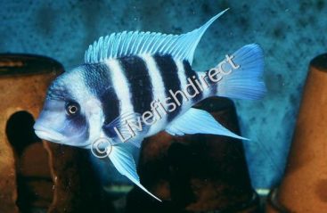 Frontosa Cichlid - Live Fish Direct