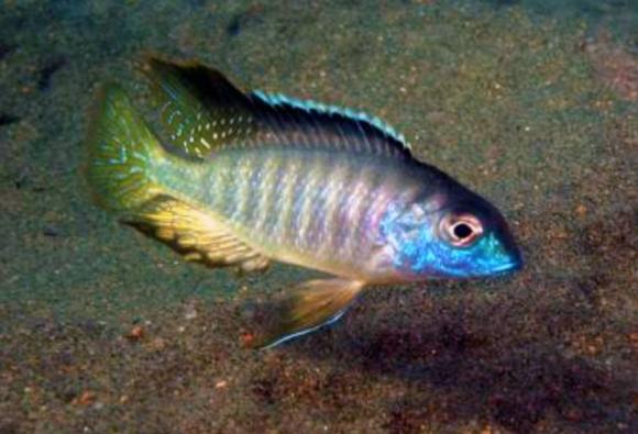 Lethrinops Microstoma - Live Fish Direct